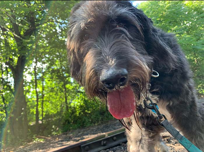 Happy Dog Running Co. - Dog Runner Application